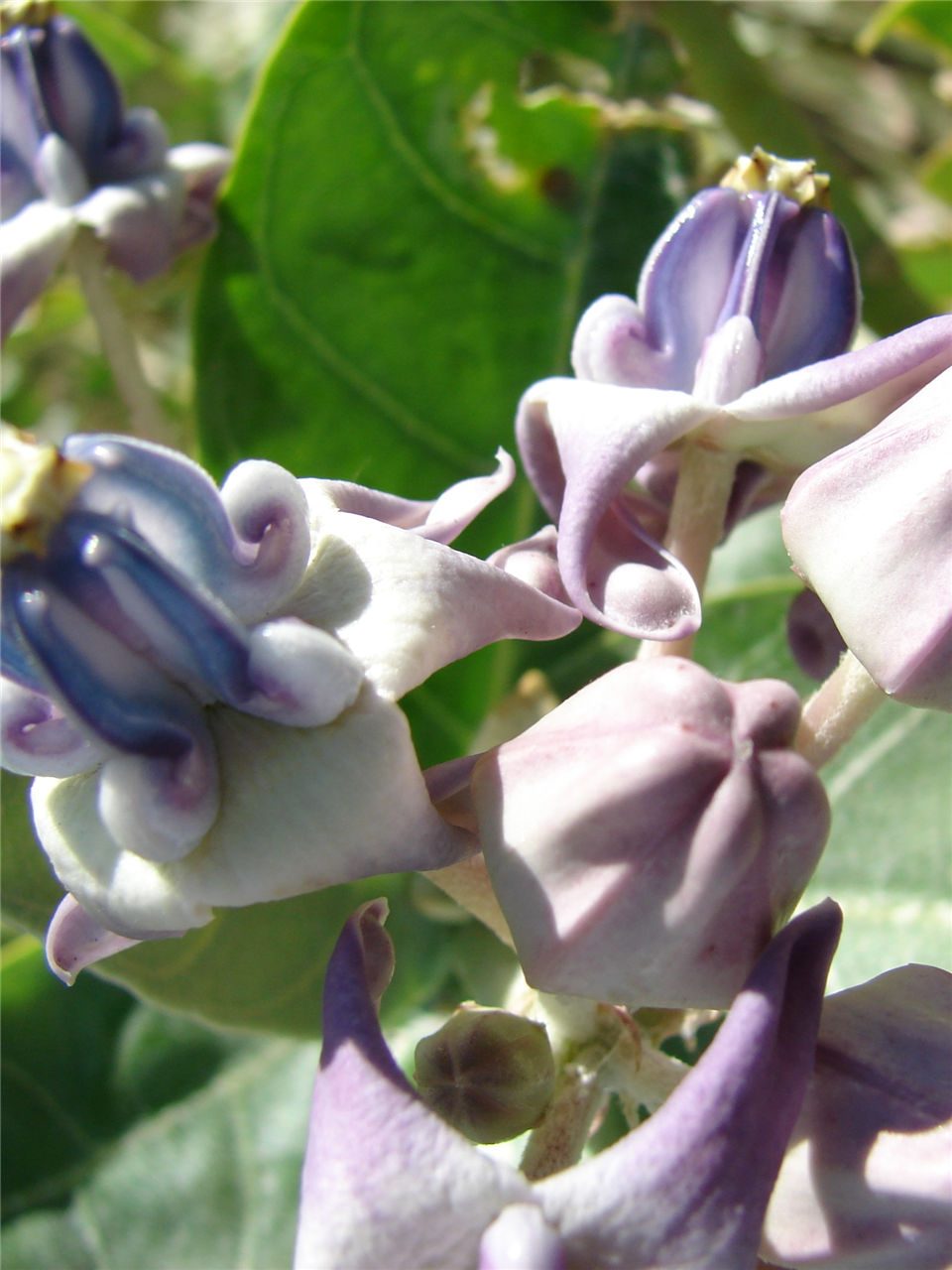 எருக்கன் செடியில் இவ்வளவு மருத்துவ குணங்களா?