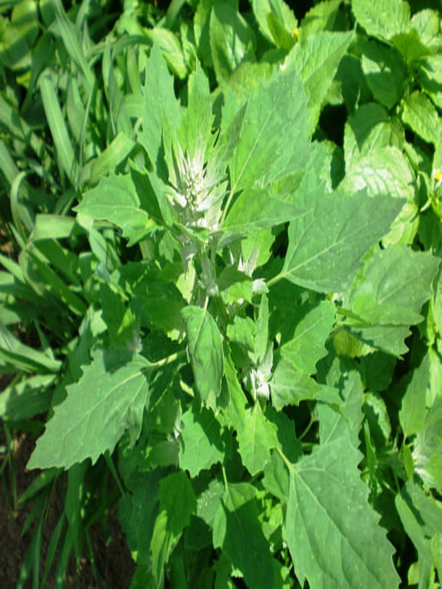 The health benefits of Bathua