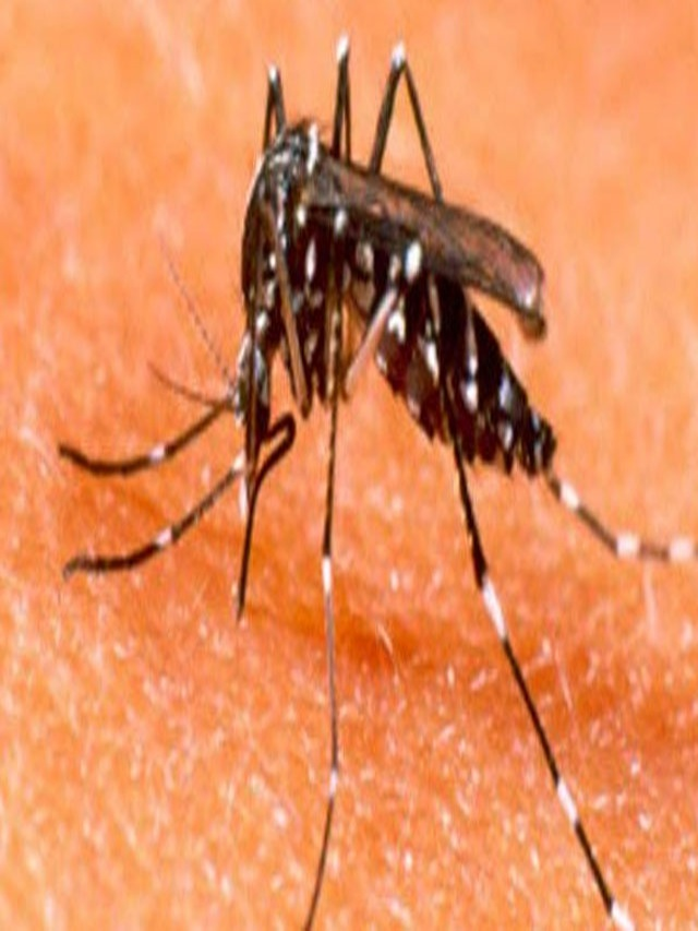 Top 7 things everyone needs to know about Zika virus