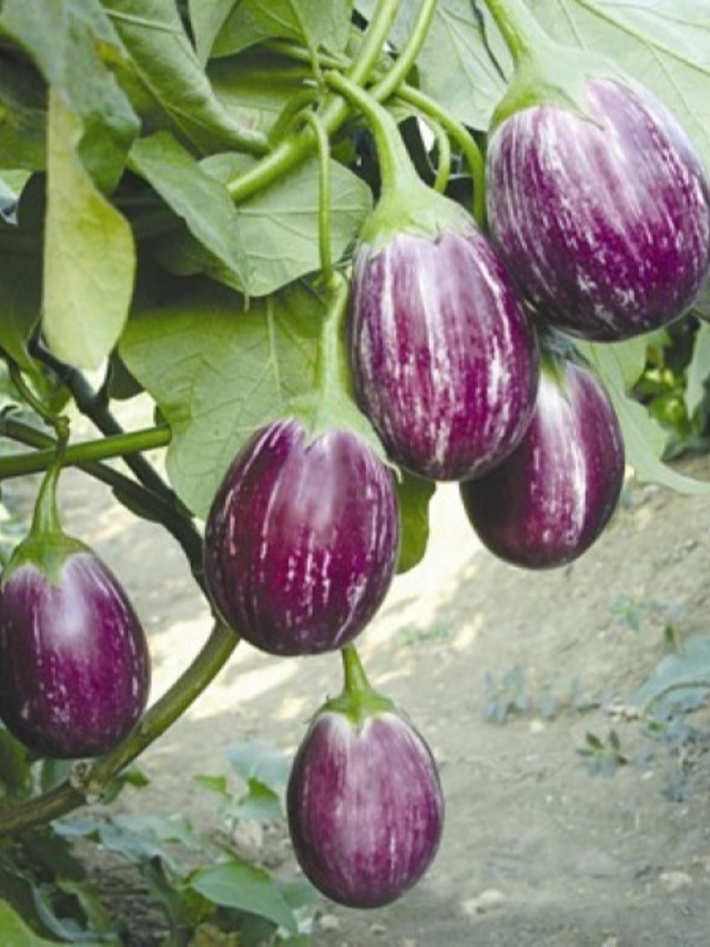 ಅತಿ ಹೆಚ್ಚು ಬದನೆಕಾಯಿ ಬೆಳೆಯುವ ಟಾಪ್‌ ರಾಜ್ಯಗಳ ಪಟ್ಟಿ!