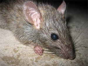 Rats nibble man | Paralyzed Man | Jodhpur | Rajasthan | ICU | Nibble ...