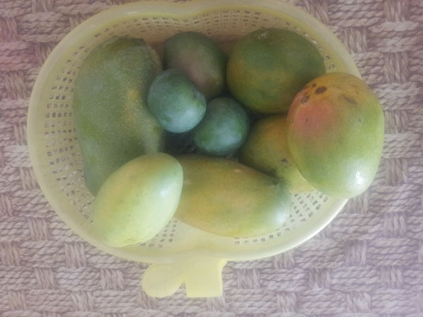 In Pics: Love mangoes? Then head to 'Mango Fair' at Lalbagh - Oneindia News