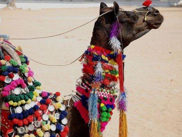 Camel to become Rajasthan's state animal - Oneindia News
