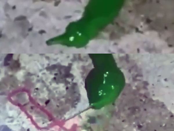 Viral Video: Mysterious alien-like green creature gives goosebumps to ...