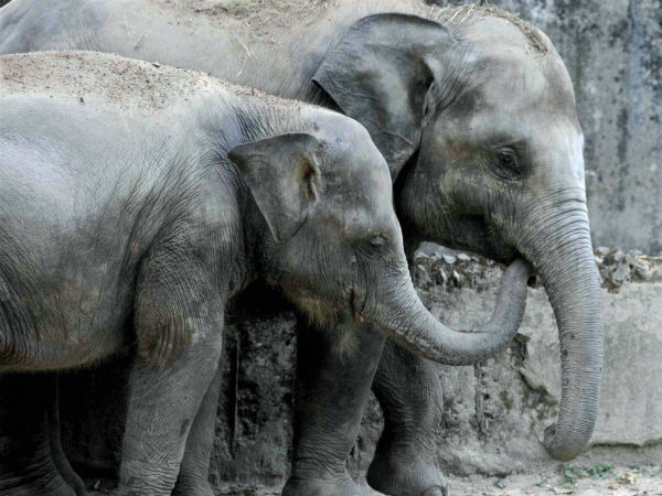 Missing elephants surface in Assam, taken to court to settle ownership ...