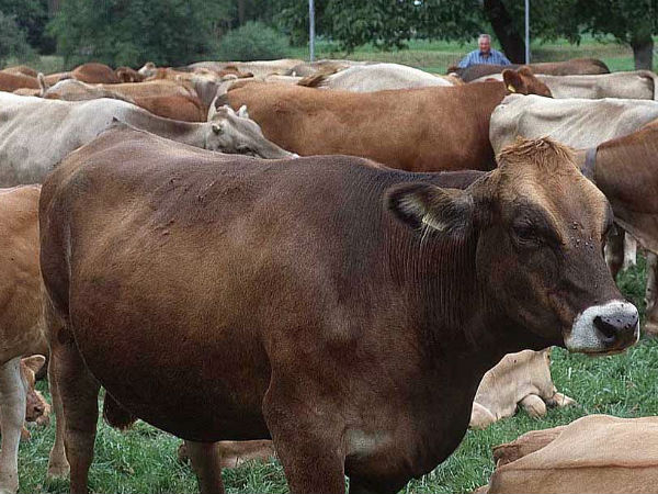 Cow becomes national animal of Nepal - Oneindia News