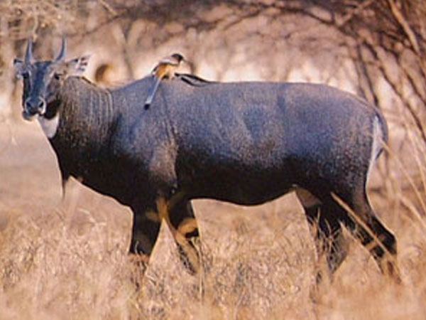 Maha: MLA defends 'culling' blue bull for destroying crop - Oneindia News