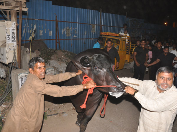 In Pics: 'Yuvraj', the bull worth Rs 7 crore participates in Sadar ...