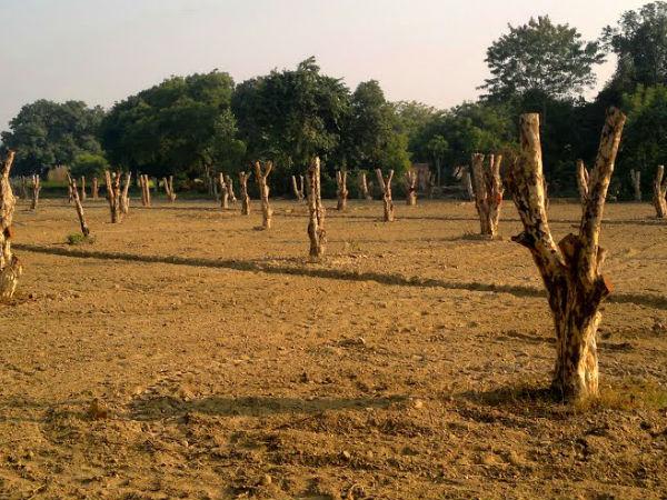 Maharashtra’s ‘model green’ village fought against drought by planting ...