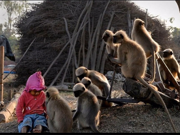 Meet modern day Mowgli from Karnataka whose bond with the monkeys is ...