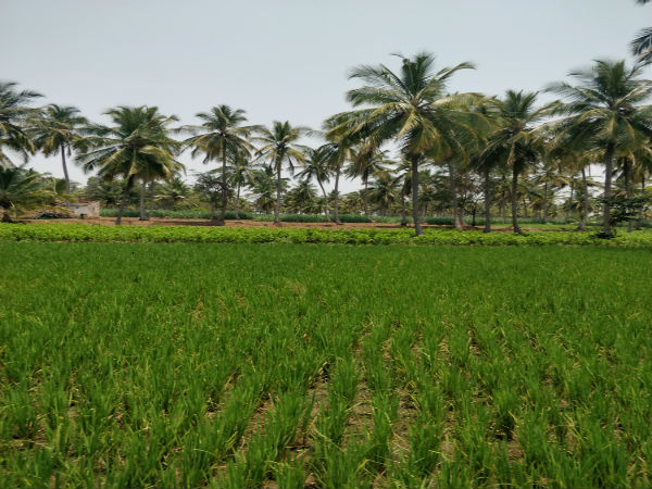Karnataka elections: With Shimsha River drying up in Maddur, farmers ...