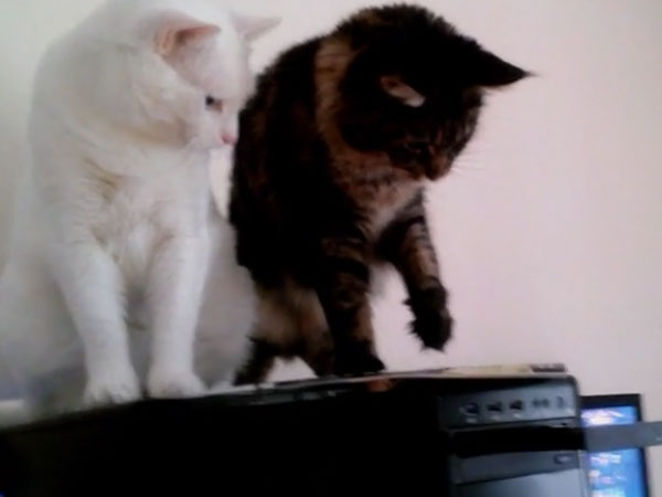 How’s that CD drive moving on its own? These two cats are simply ...