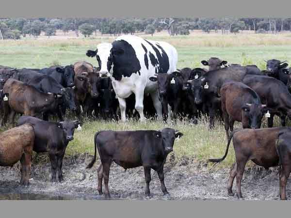 Why this Australian bull is a towering figure, literally - Oneindia News