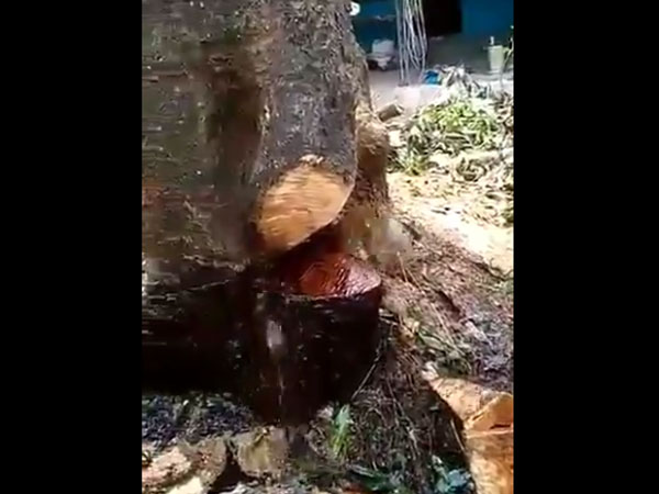 Video: Local people surprised to see water coming out of tree trunk in ...
