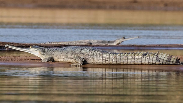 Endangered gharial making a comeback in India - Oneindia News