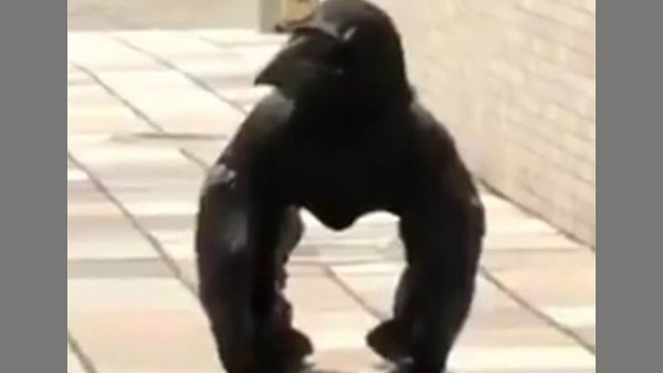 Bizarre video of creepy crow that looks like gorilla leaves netizens ...