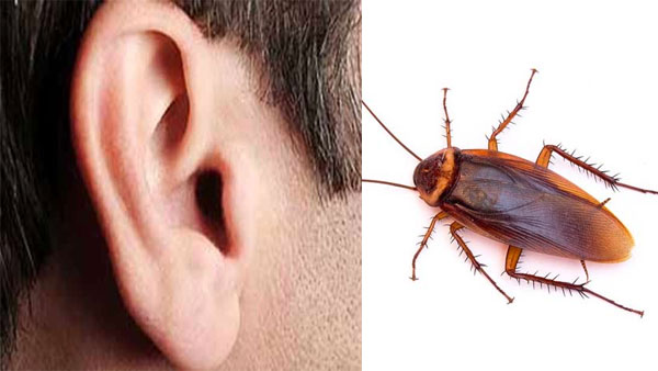 Bizarre! 10 cockroaches make shelter inside a man’s ear - Oneindia News