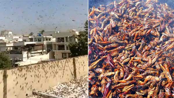 Tiddi ka BBQ ya Biryani bana sakte hai: Pakistan minister advises as ...