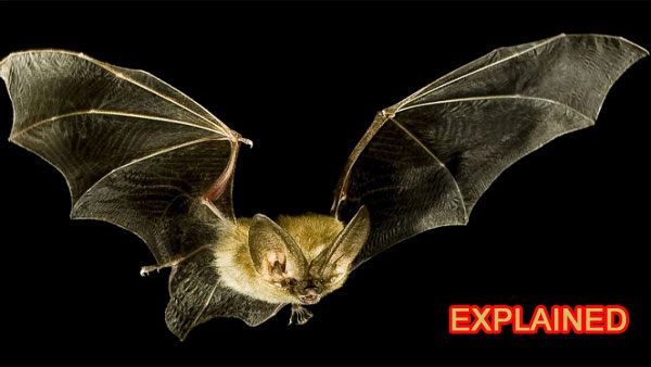 Explained: What make the bat the deadliest disease carrier - Oneindia News