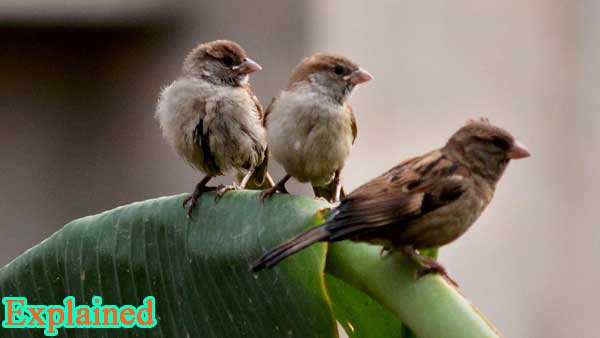 The riddle of the vanishing sparrow decoded - Oneindia News