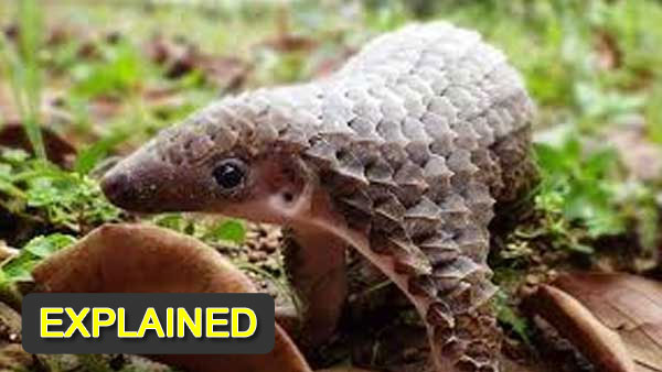 COVID-19: How pangolins trafficking can cause a pandemic - Oneindia News