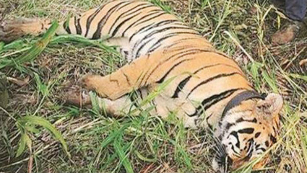 India lost 329 tigers in 3 years, including 29 due to poaching ...