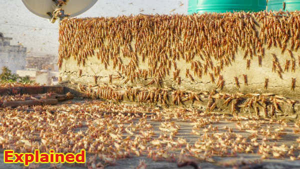 Explained: How desert locusts made its early arrival to India and how ...