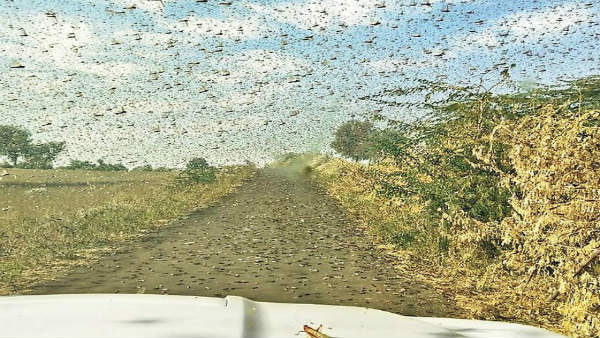 'Keep doors, windows closed': Delhi govt issues advisory as swarms of ...