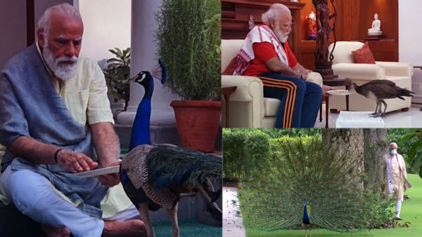 PM Modi posts video of him feeding peacocks during morning routine of ...