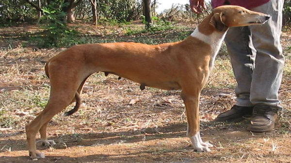 From Mudhol hounds to Combai: A look at some of the lesser known Indian ...