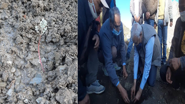 In a first, Heeng is being cultivated in India, here is why - Oneindia News