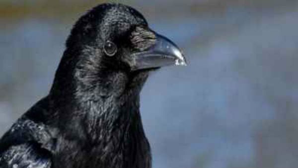 Bird flu virus detected in dead crows in Indore - Oneindia News