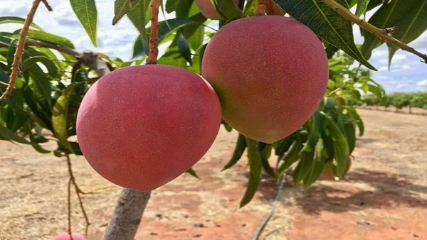 Miyazaki manogo: Couple grows world's costliest mango, priced at Rs 2. ...