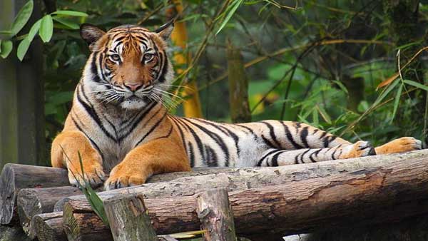 International Tiger Day 2021: Theme, History, Significance and Quotes ...