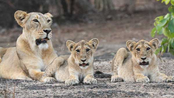 World Lion Day 2021: PM Modi shares stunning images of king of the ...