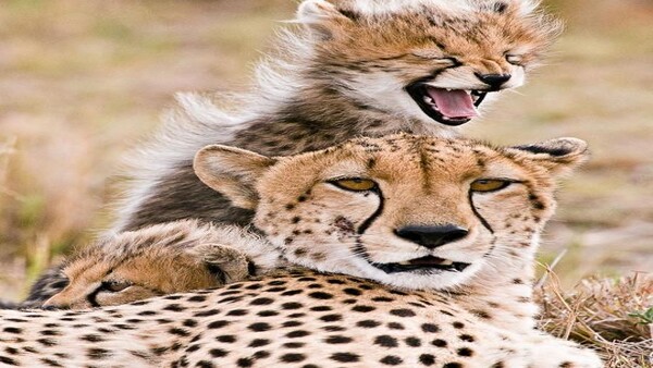 The cheetah is returning to India: How the govt plans to bring them ...