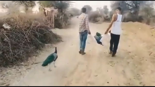 Watch: Video of Peacock bidding adieu to long time partner after its ...