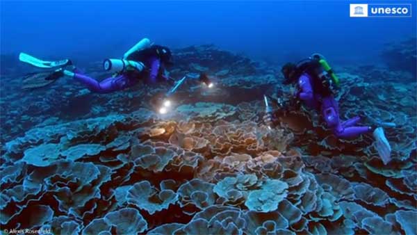 This video of unusual coral reefs will leave you wonderstruck! Watch ...