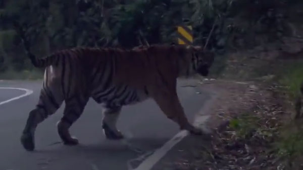 ‘Tiger on the highway’: Video of big cat walking across road goes viral ...