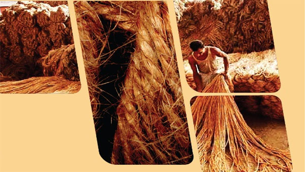 Cabinet approves MSP for raw jute - Oneindia News