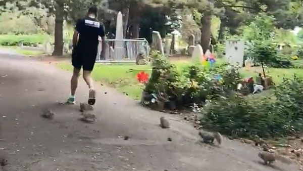 'Don’t miss this': Video of man Jogging with squirrels goes viral ...