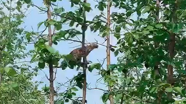 Viral video: See how leopard hunted down a baby monkey - Oneindia News