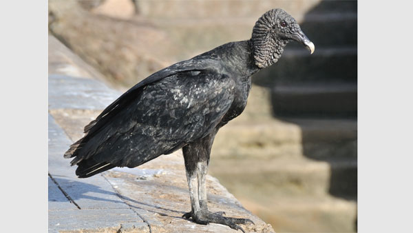 Animal sanctuary closed as bird flu kills 700 black vultures - Oneindia ...