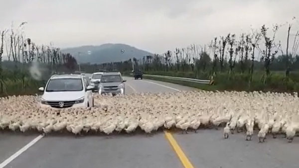 Watch: 'Disciplined' ducks surround a car, hold up traffic - Oneindia News