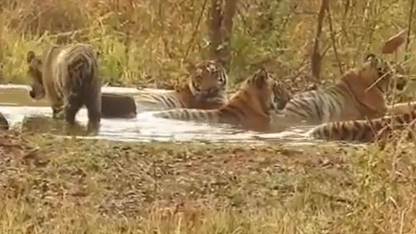Looks like tigers love pool party: Watch this viral video - Oneindia News