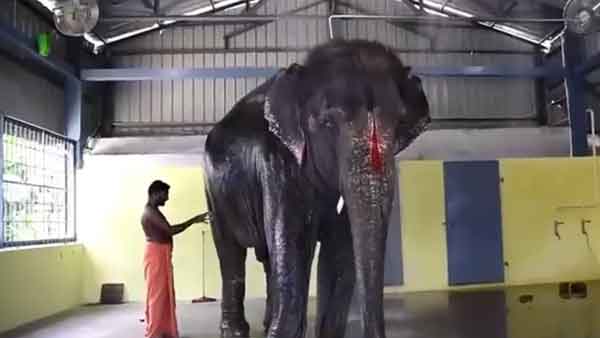 Caught on camera: Elephant Joymala being beaten again, PETA demands ...