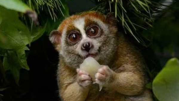 MK Stalin announces First sanctuary for Slender Loris race in Tamil ...