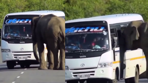 Watch: Elephant signals a bus to stop, tries to board it too - Oneindia ...