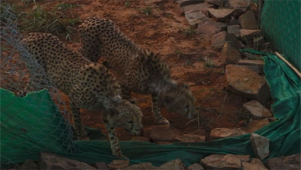 Great news! PM Modi on release of 2 Cheetahs to larger enclosure ...