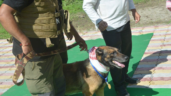Assam: Zorba, the dog involved in anti-poaching operations, dies ...